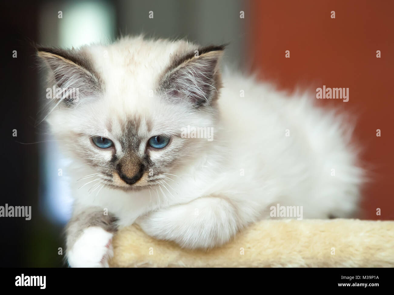 Portrait of white long hair birman cat with blue eyes Stock Photo - Alamy