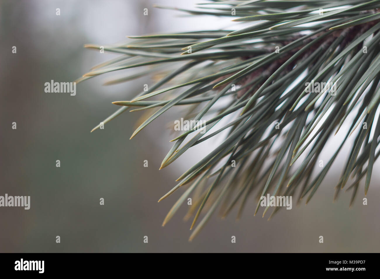 Branch of pine trees taken close-up Stock Photo - Alamy