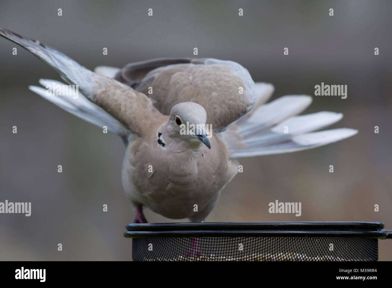European Black Collared Dove Bird Stock Photo - Alamy