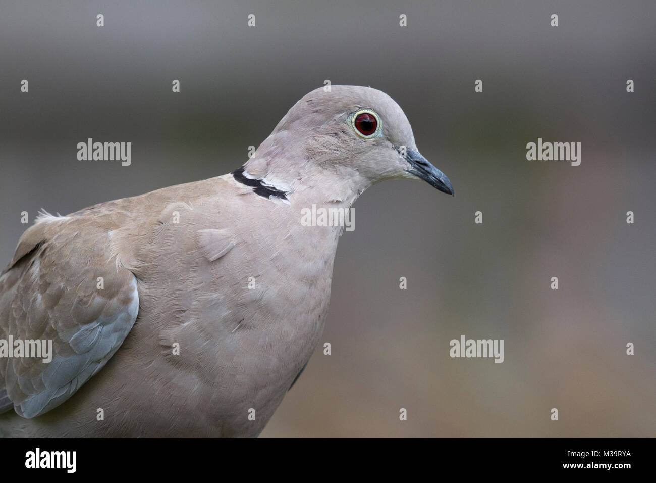 European Black Collared Dove Bird Stock Photo - Alamy