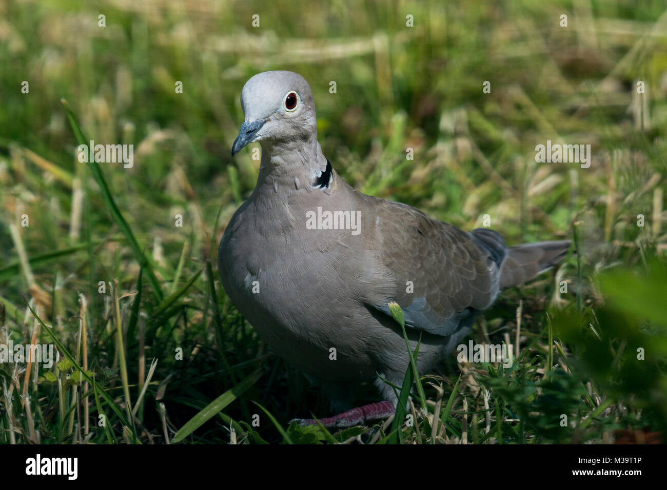 Collared dove bird hi-res stock photography and images - Alamy