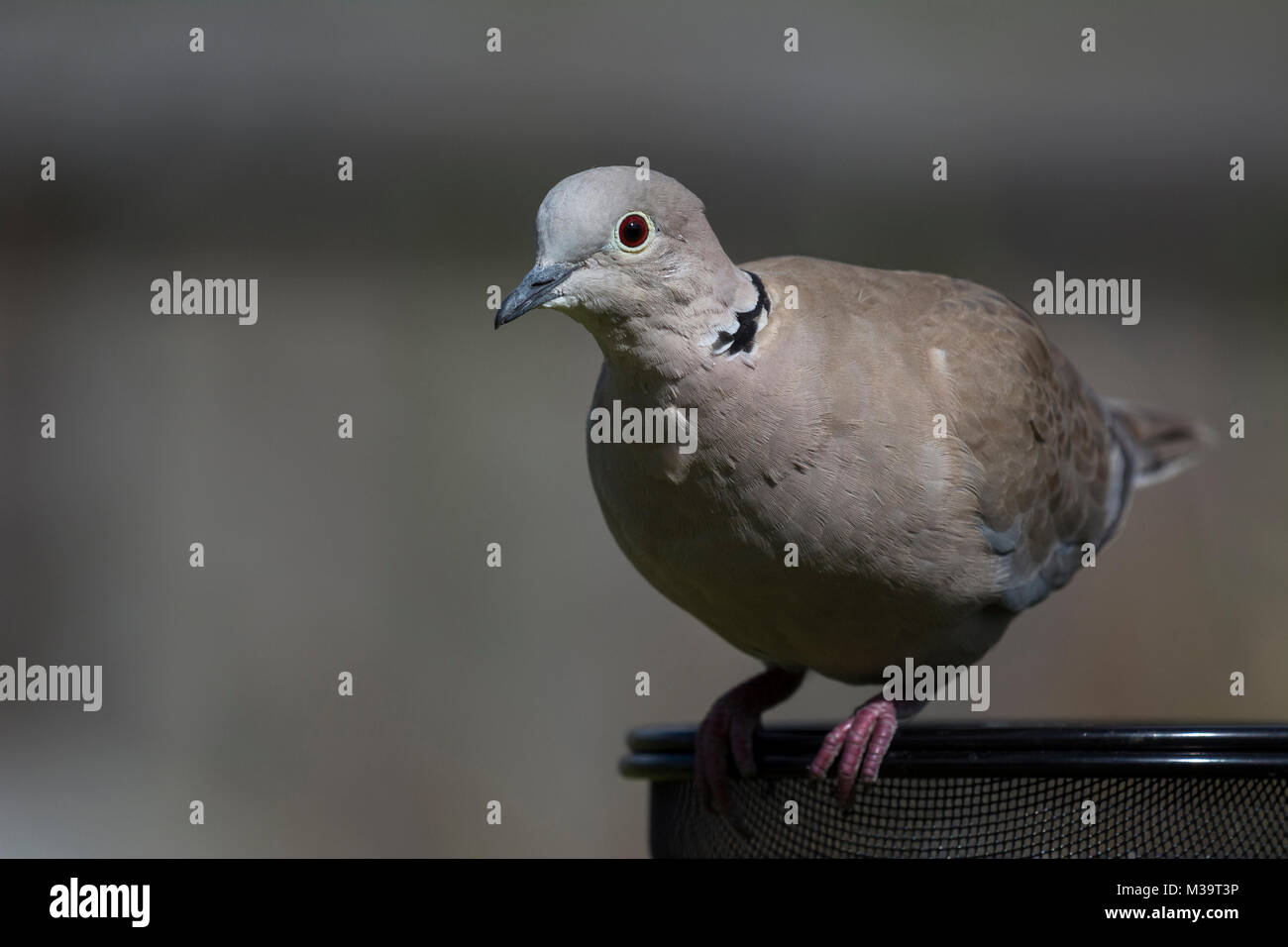 Black dove hi-res stock photography and images - Alamy