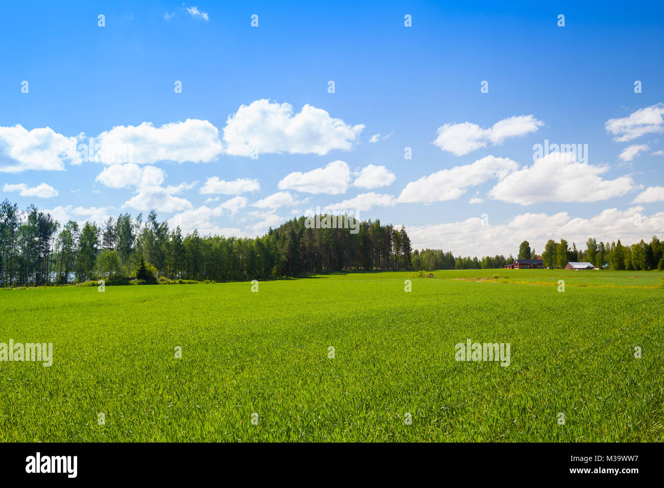 Rural summer Finnish landscape, green field and forest under blue sky ...