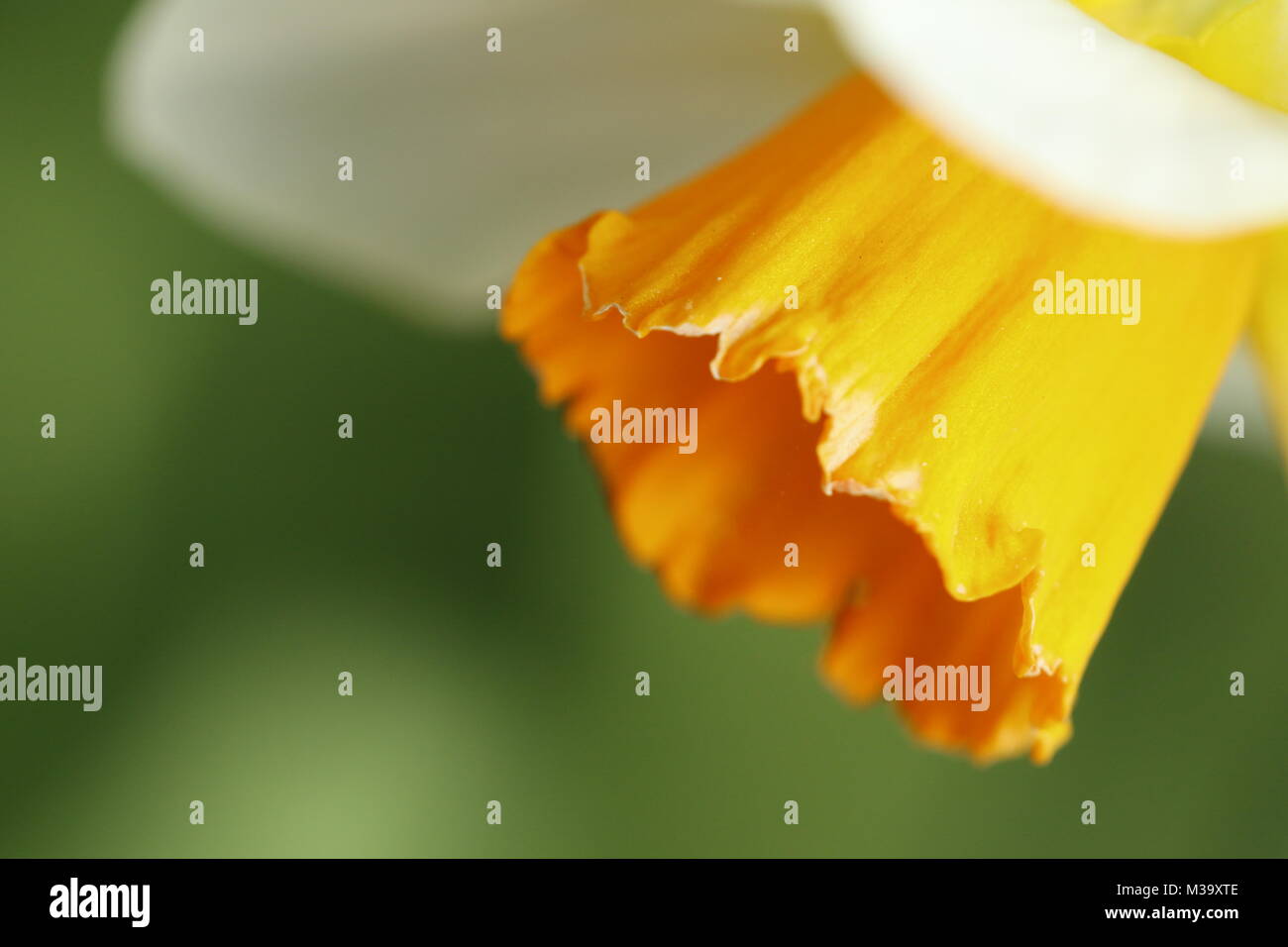 Daffodils a famous spring flower Stock Photo - Alamy