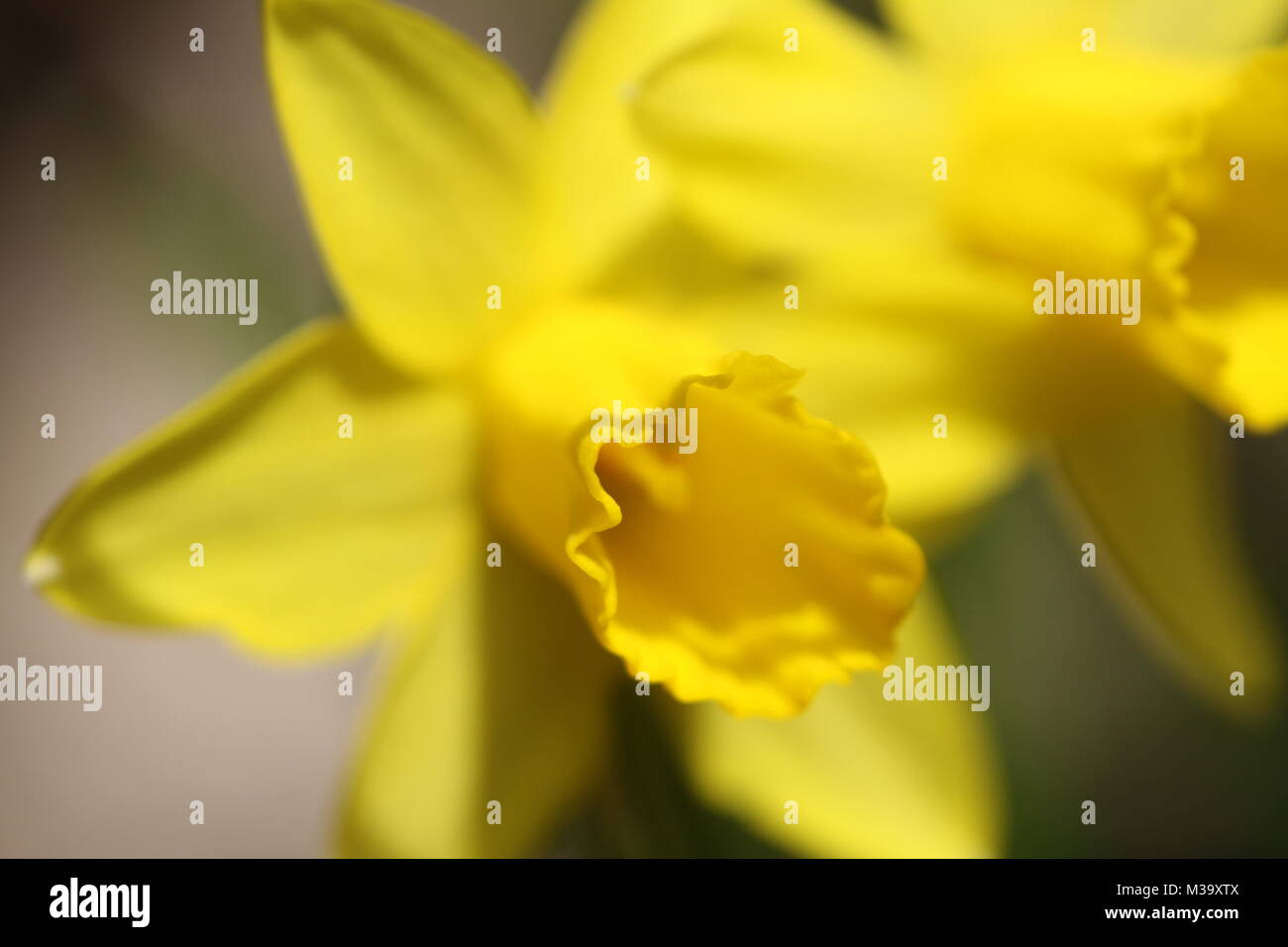 Daffodils a famous spring flower Stock Photo - Alamy