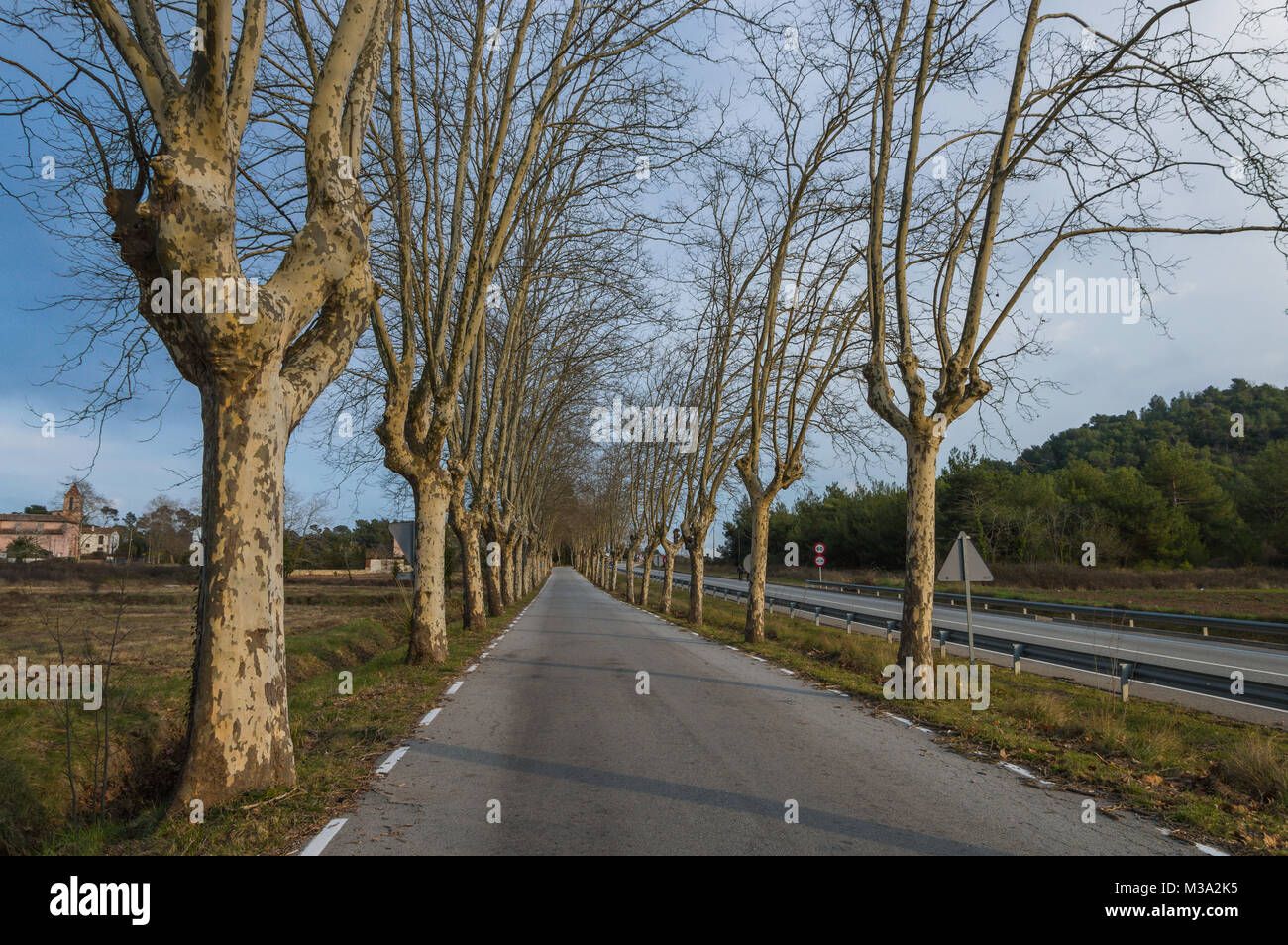 Long straight road with trees Stock Photo - Alamy