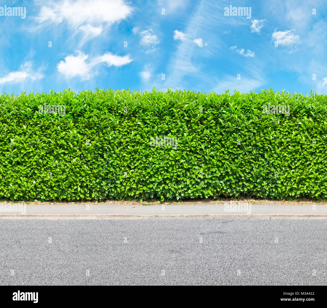 Tall hedge and lawn hi-res stock photography and images - Alamy