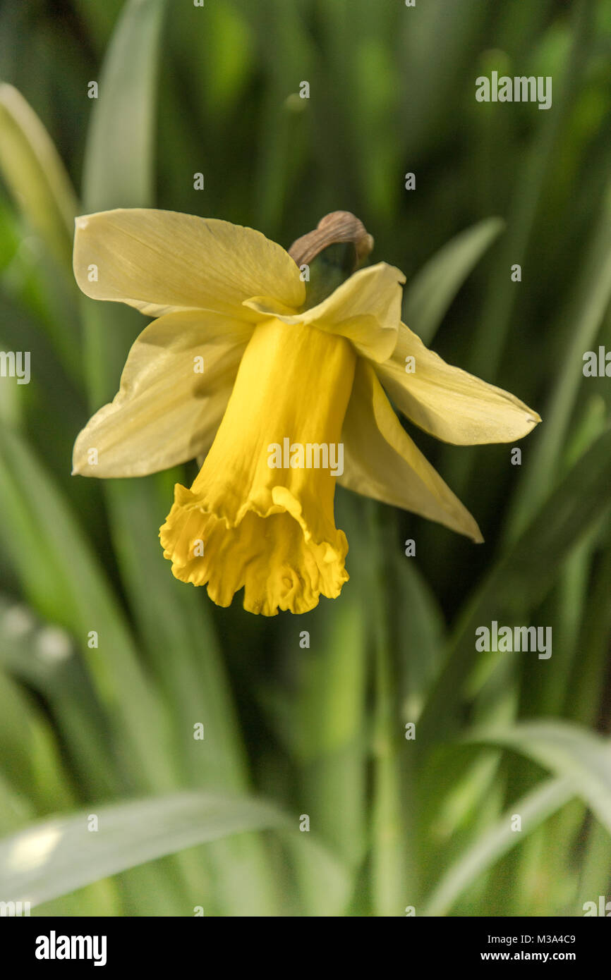 Yellow Daffodil Isolated Stock Photo - Alamy