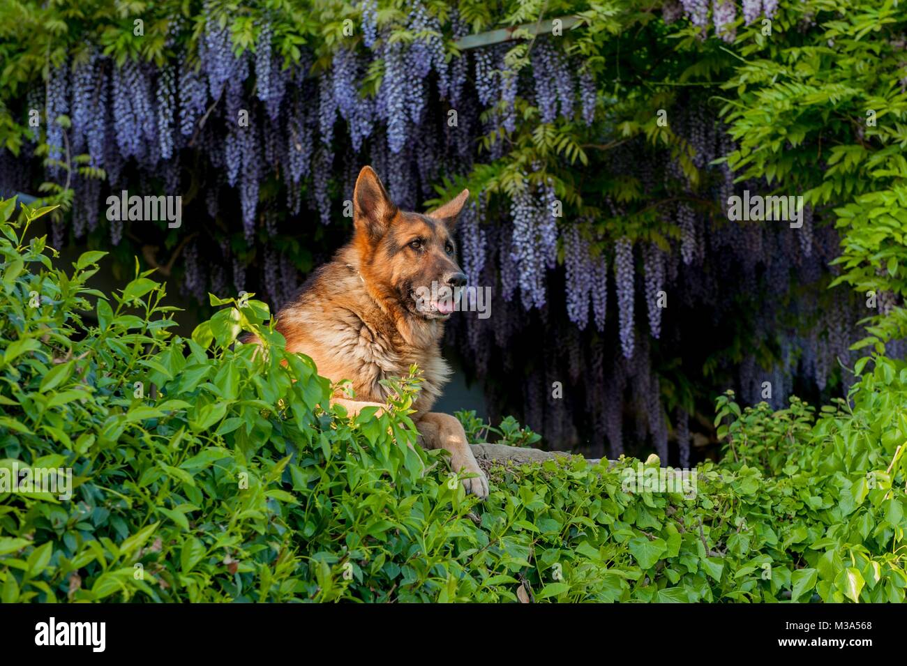 Wolf who watches Stock Photo - Alamy