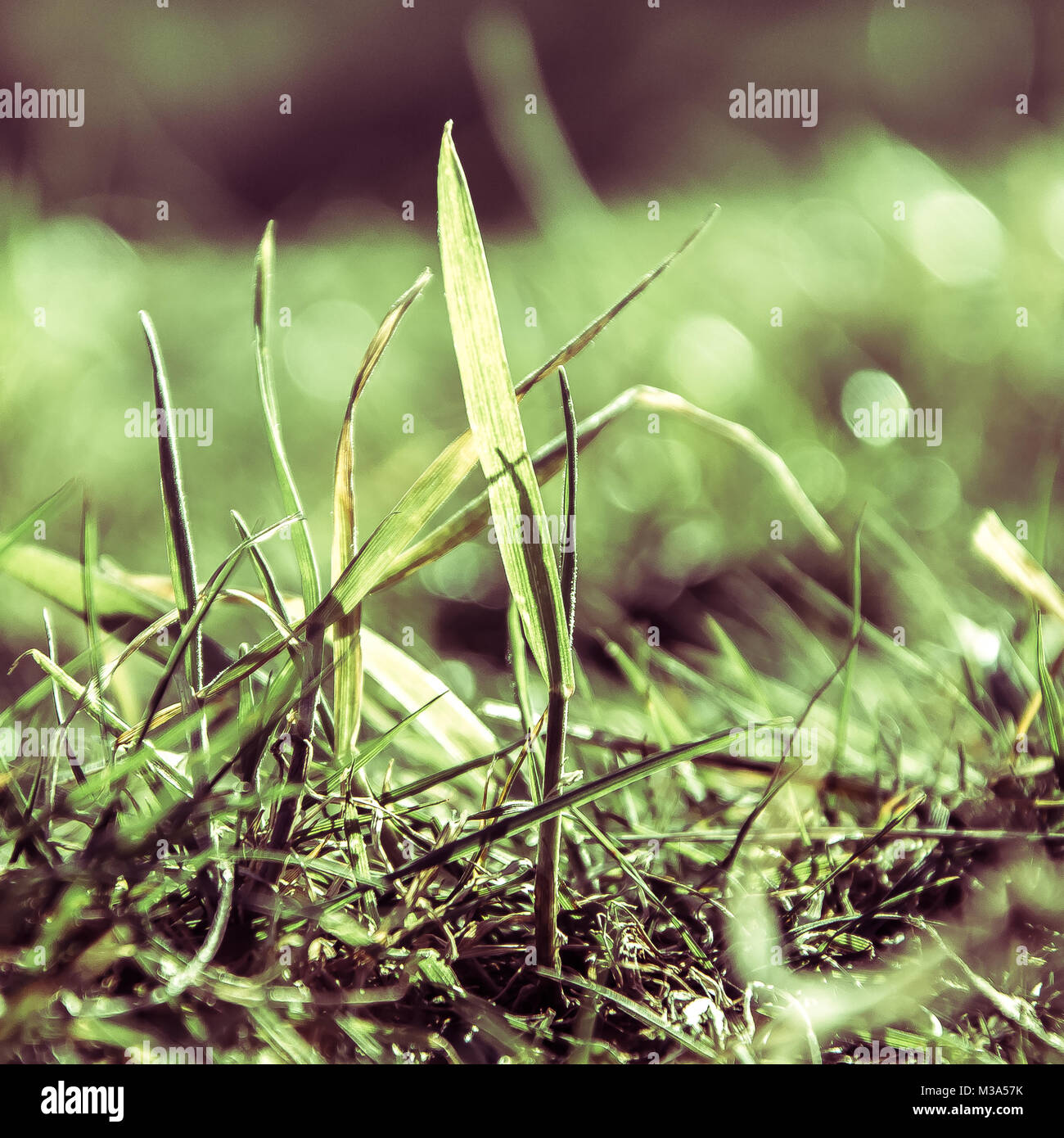 Fresh Grass Stalk Stock Photo - Alamy