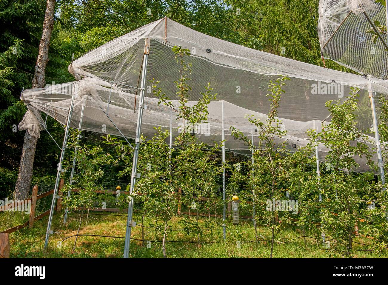 Apple tree protection network against hail Stock Photo - Alamy