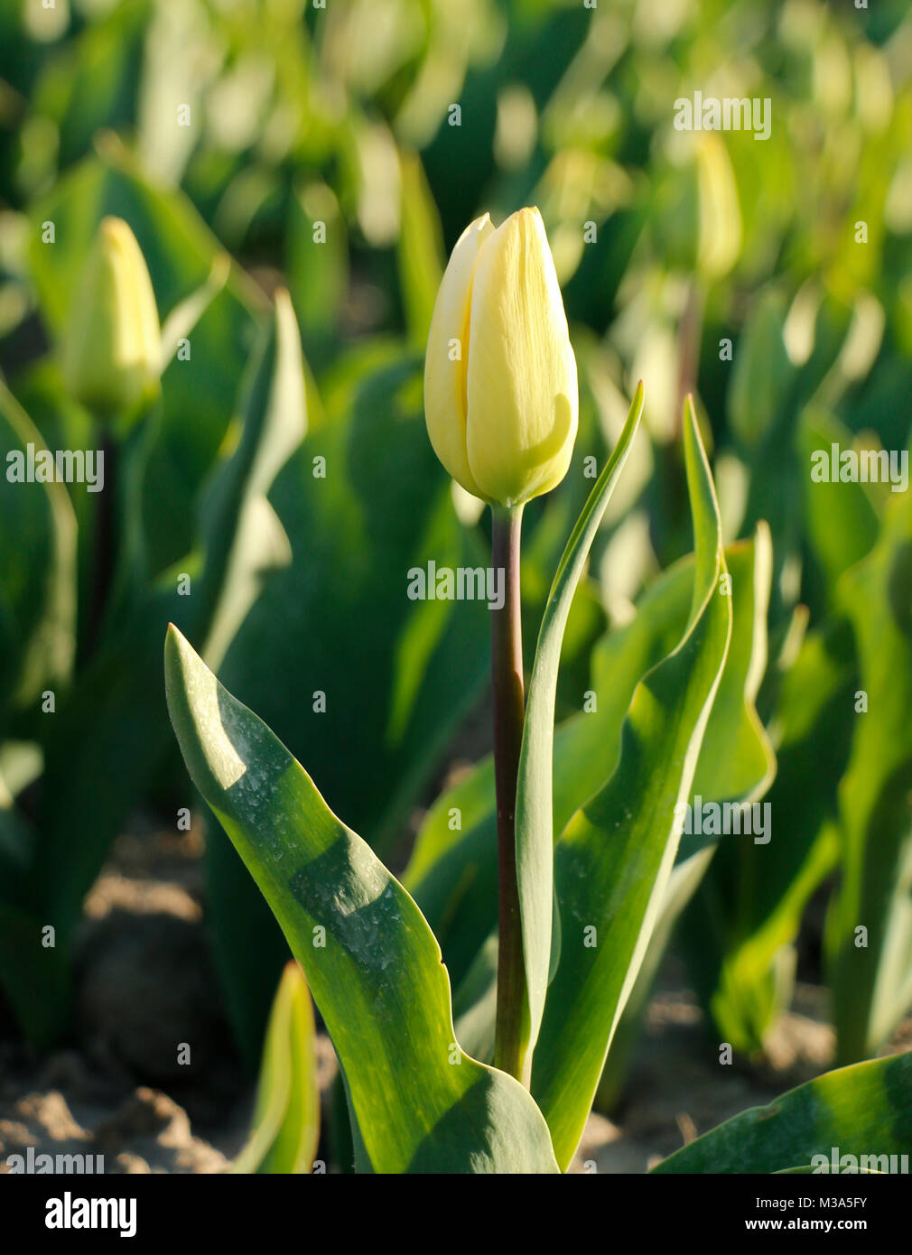 White tulip fron the Netherlands Stock Photo - Alamy