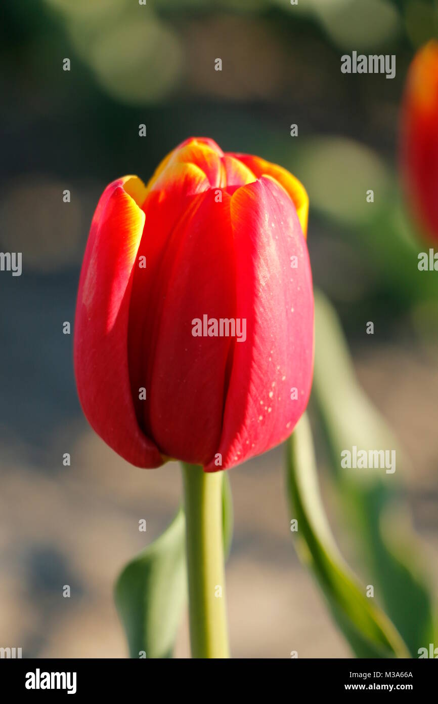 Red tulips close up Stock Photo - Alamy