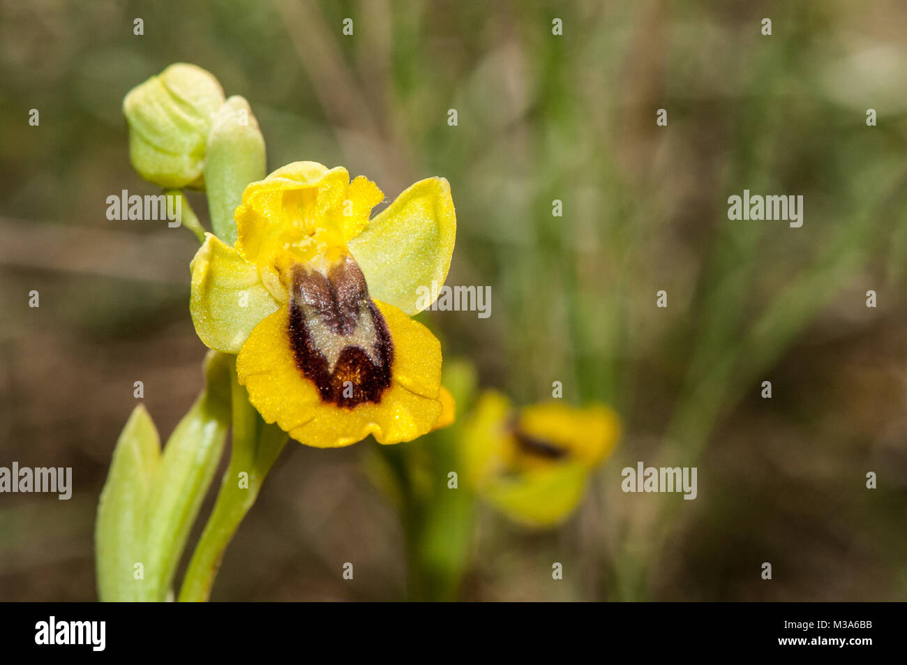 Yellow Bee-orchid, Ophrys lutea Stock Photo - Alamy