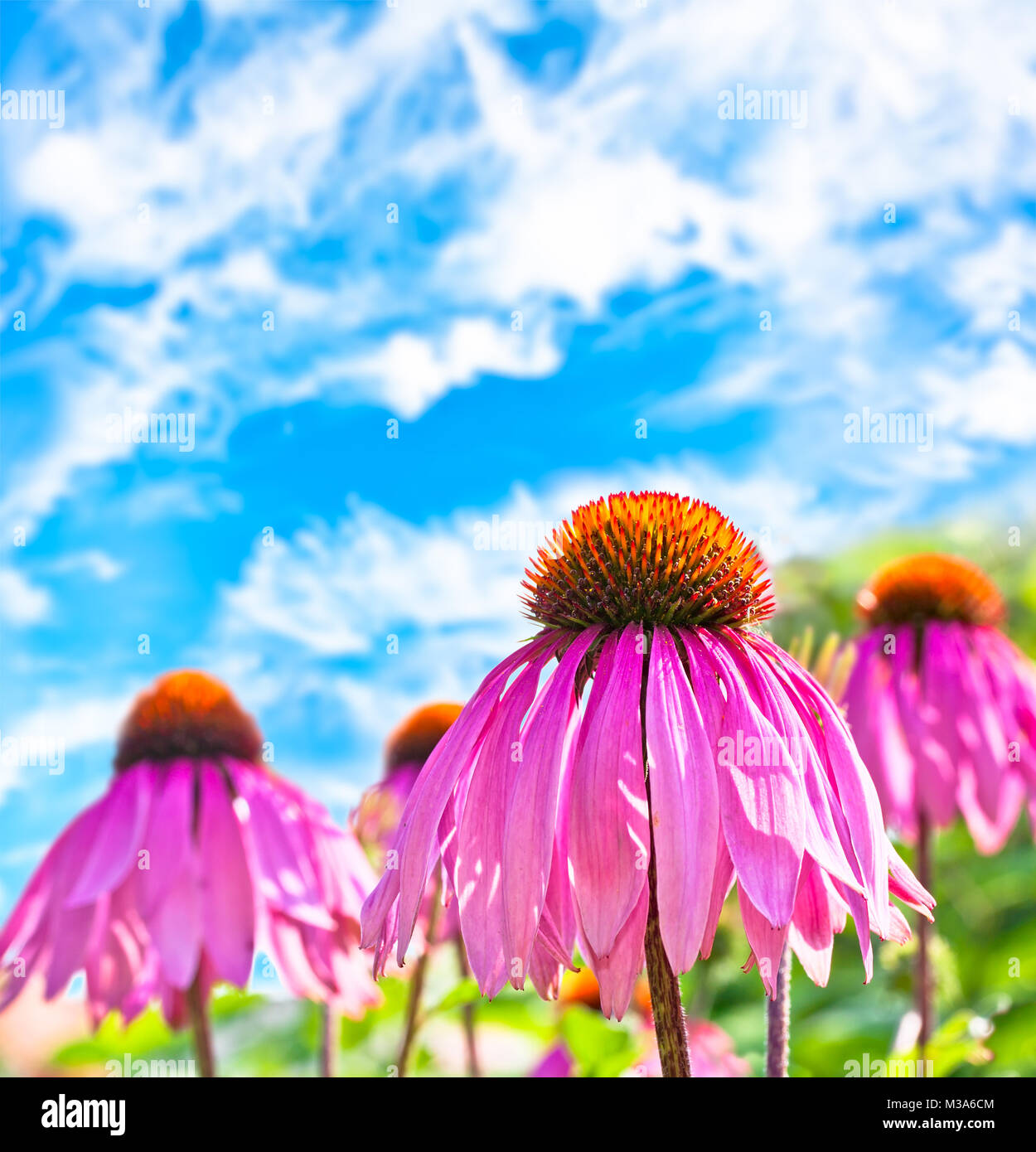 Purple Coneflower Stock Photo - Alamy