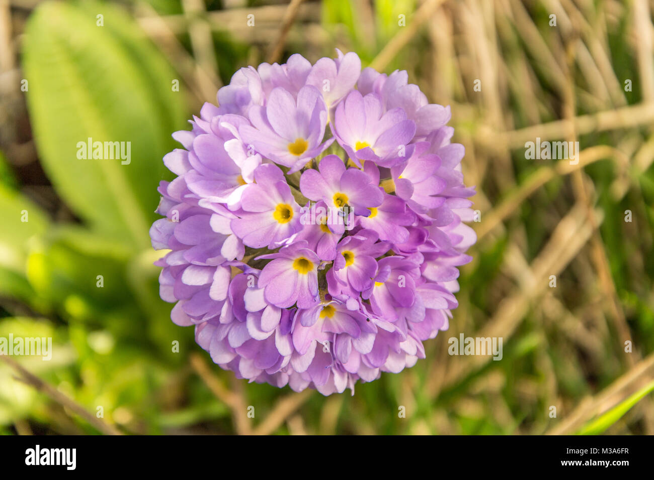 Purple Flower Isolated Stock Photo - Alamy