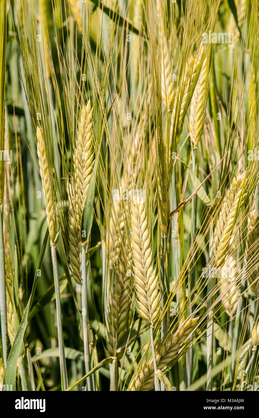 cereal field, close-up Stock Photo - Alamy