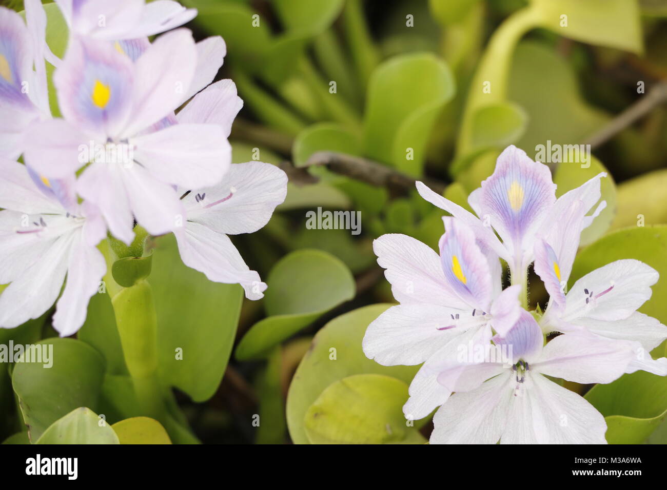 Water hyacinth a purple blue floating flower Stock Photo - Alamy