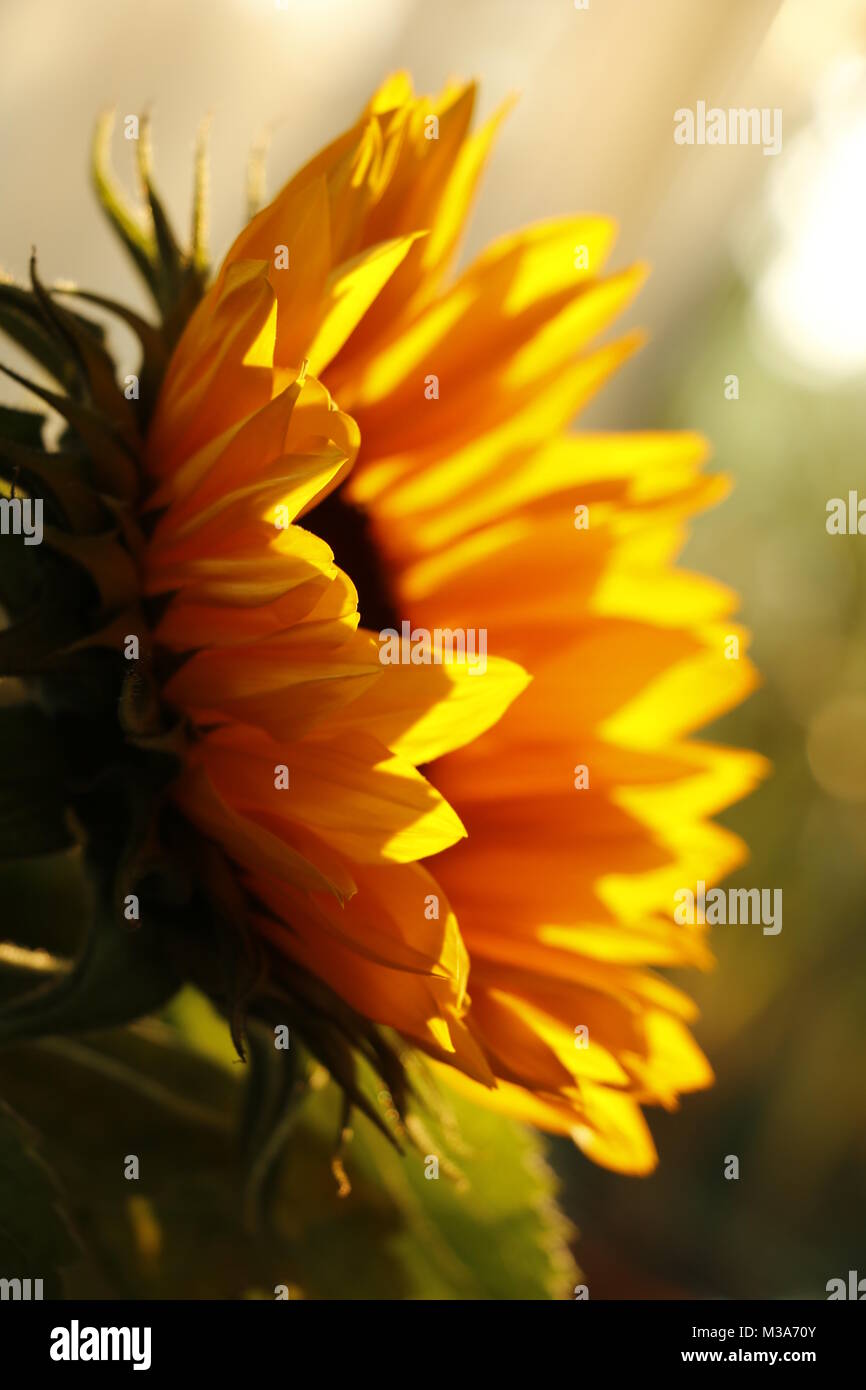 Sunflower the summer flower Stock Photo - Alamy