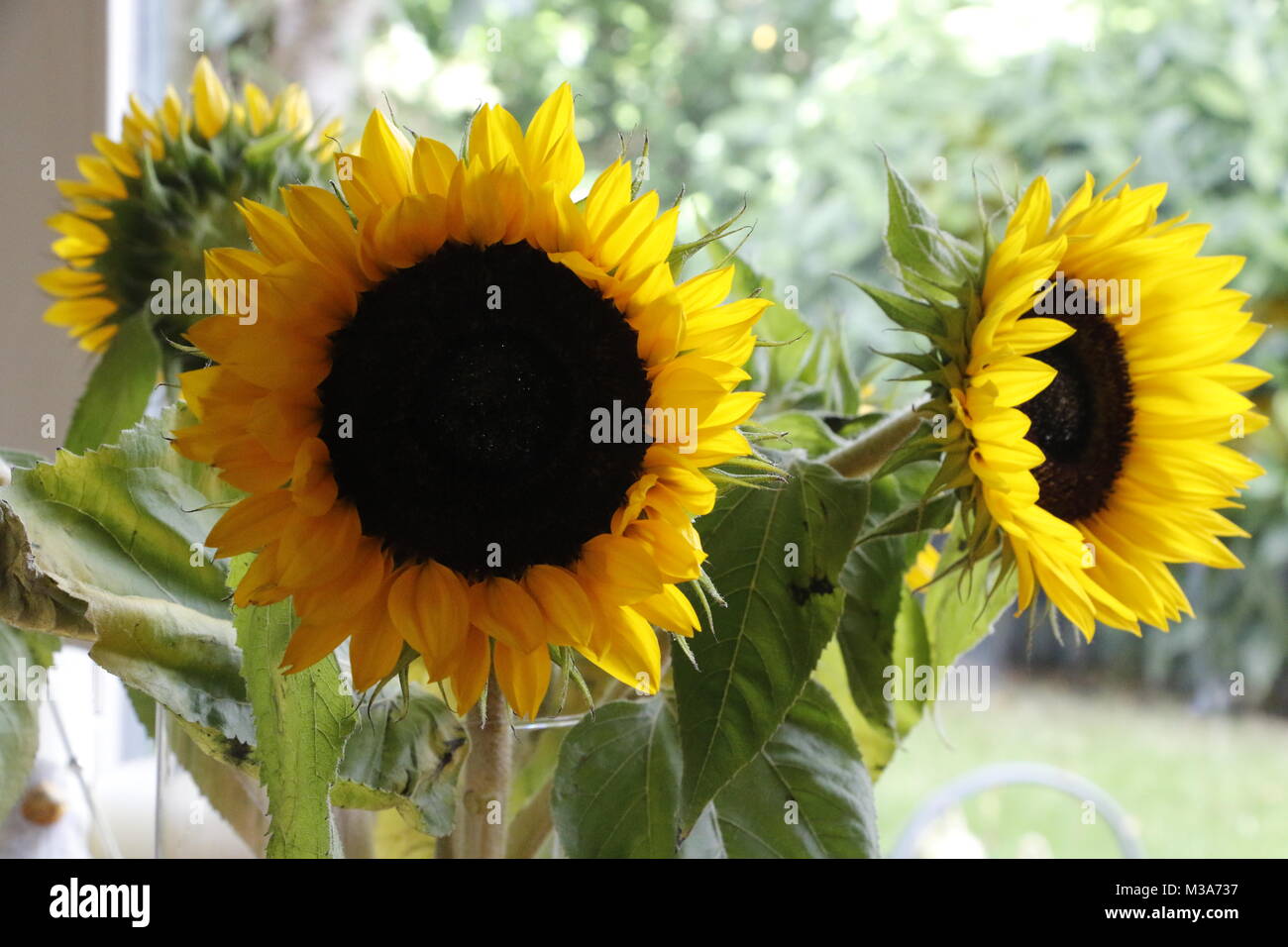 Sunflower the summer flower Stock Photo - Alamy