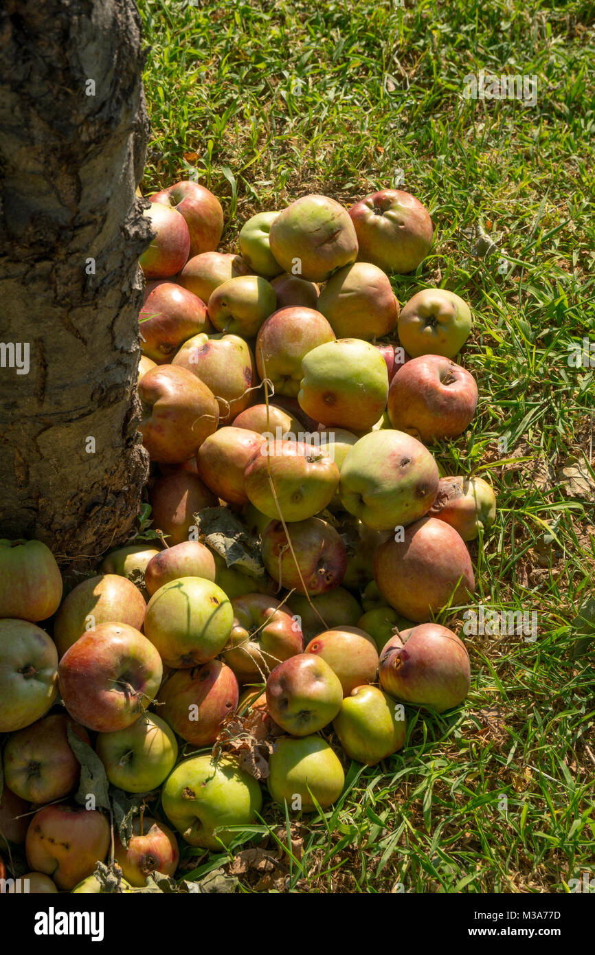 Green and red apples as background Stock Photo - Alamy