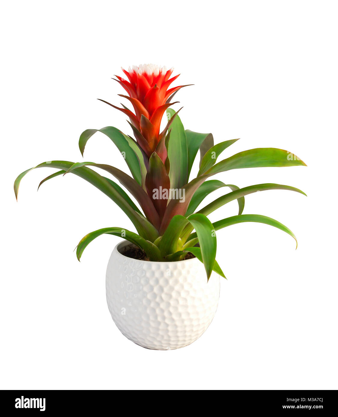 Guzmania monostachia flower blossom isolated image of the flower in the ...