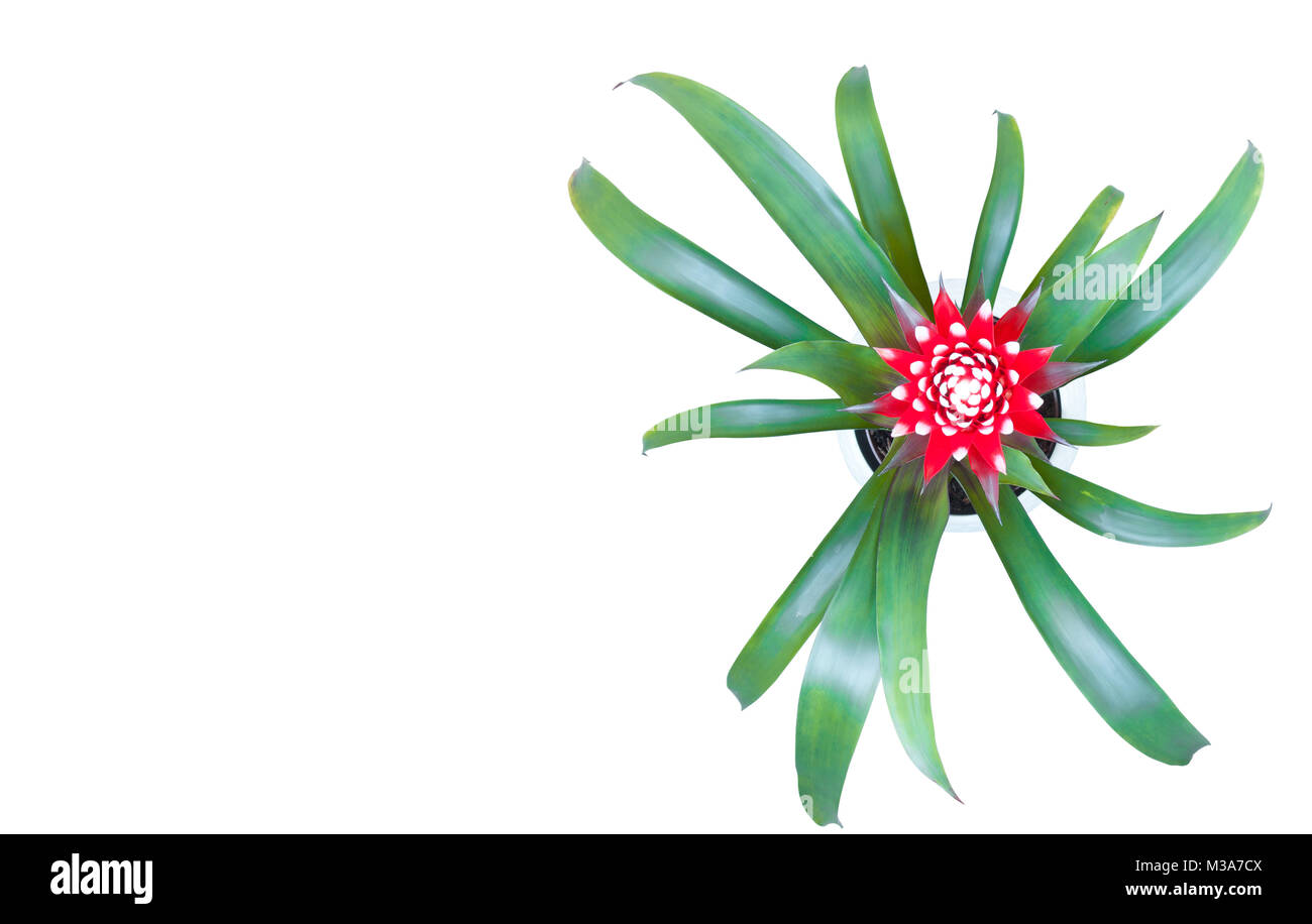 View red peat soil hi-res stock photography and images - Alamy