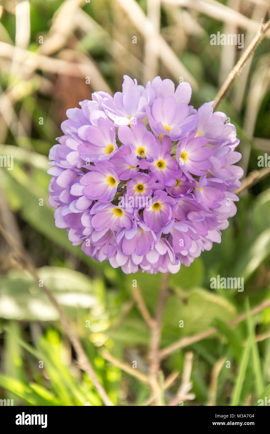 Purple Flower Isolated Stock Photo - Alamy
