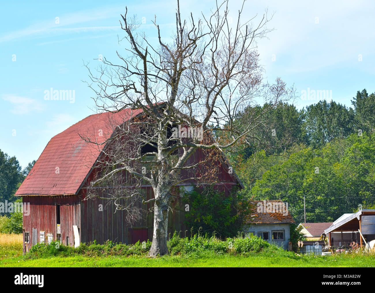 Backlit barn in the pacific northwest countryside of Ferndale ...