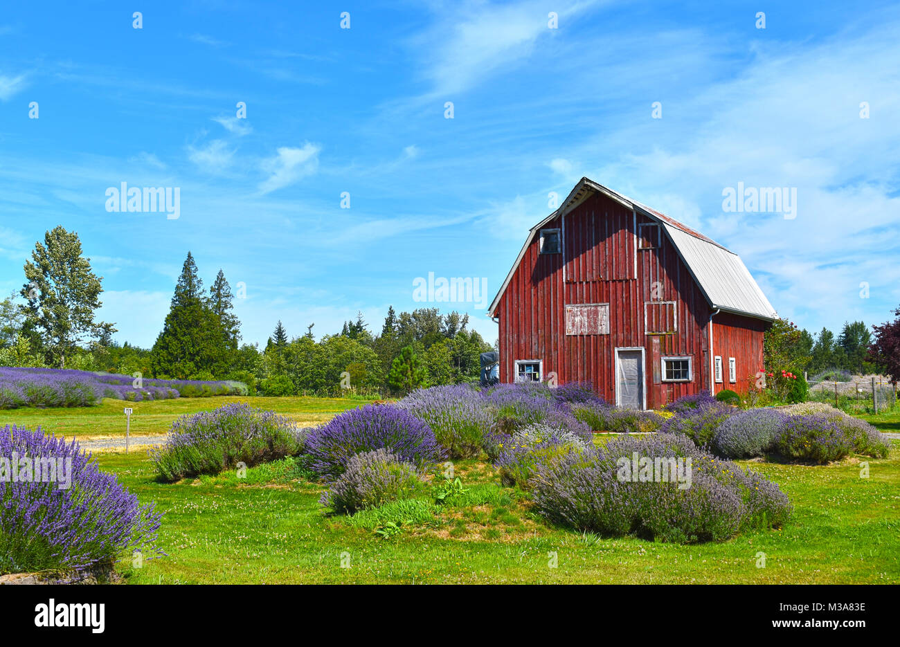 A lavender farm in the beautiful pacific northwest countryside of ...