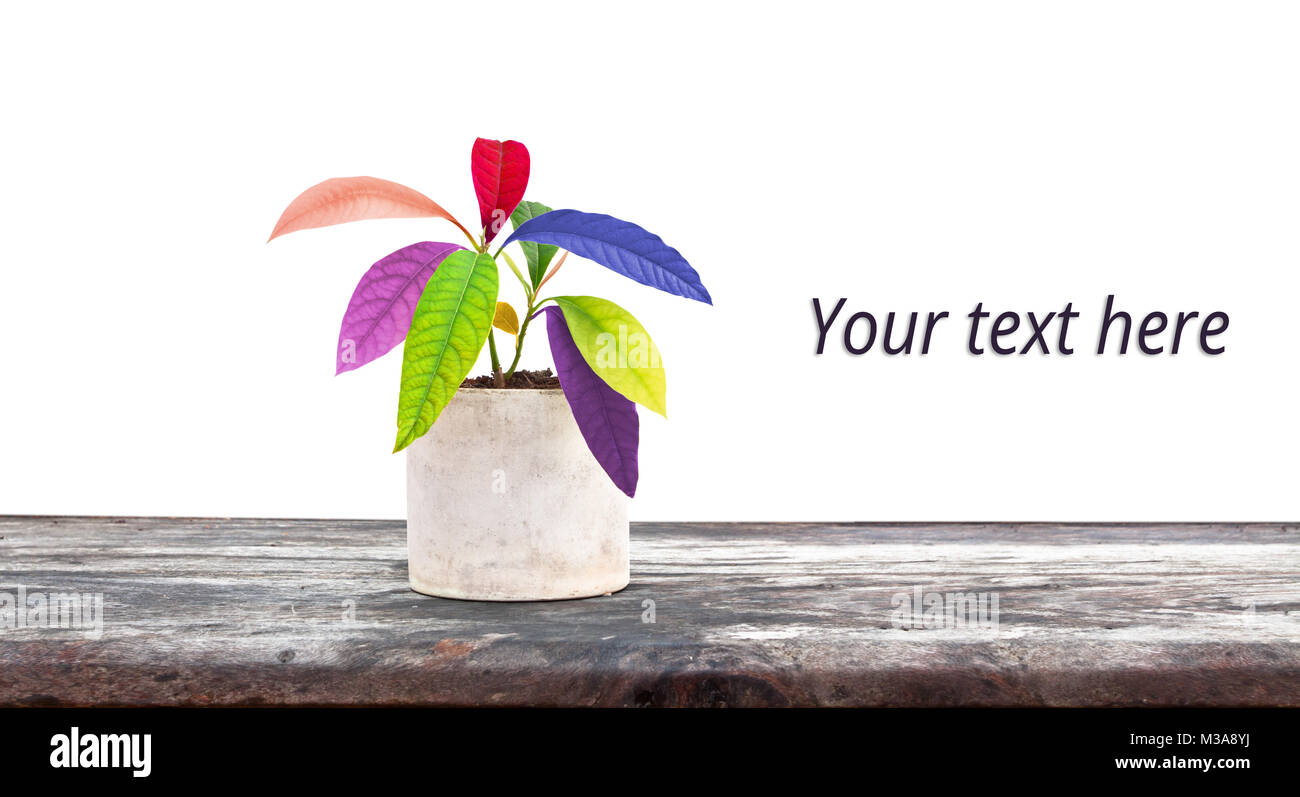 concept of rainbow colored avocado plant Stock Photo - Alamy