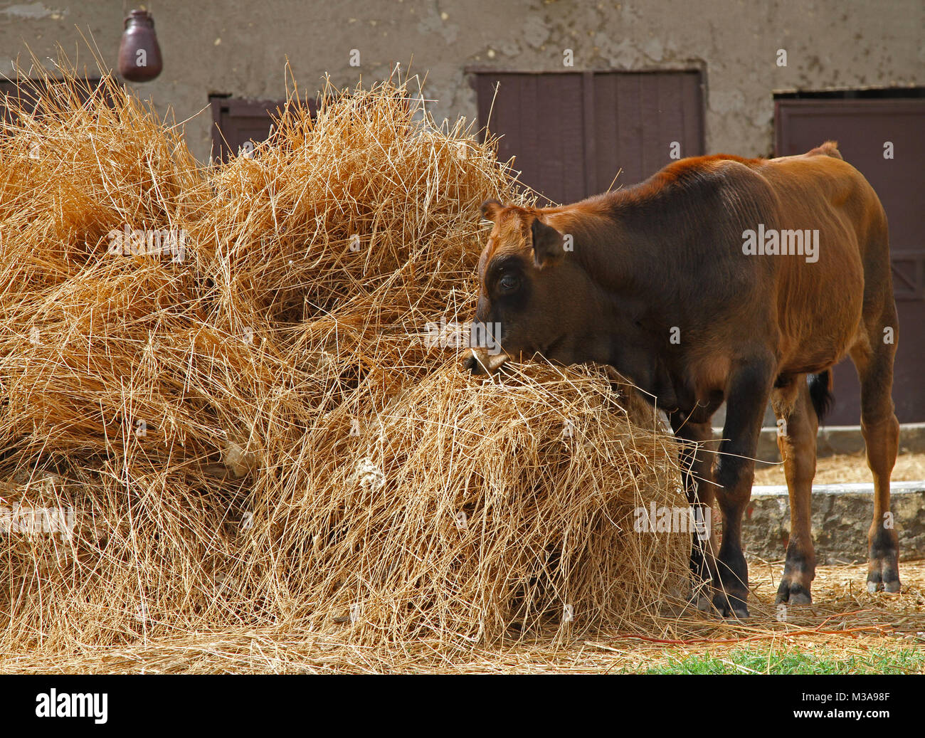 Domesticated farm cow grazing from pile of hay Stock Photo - Alamy