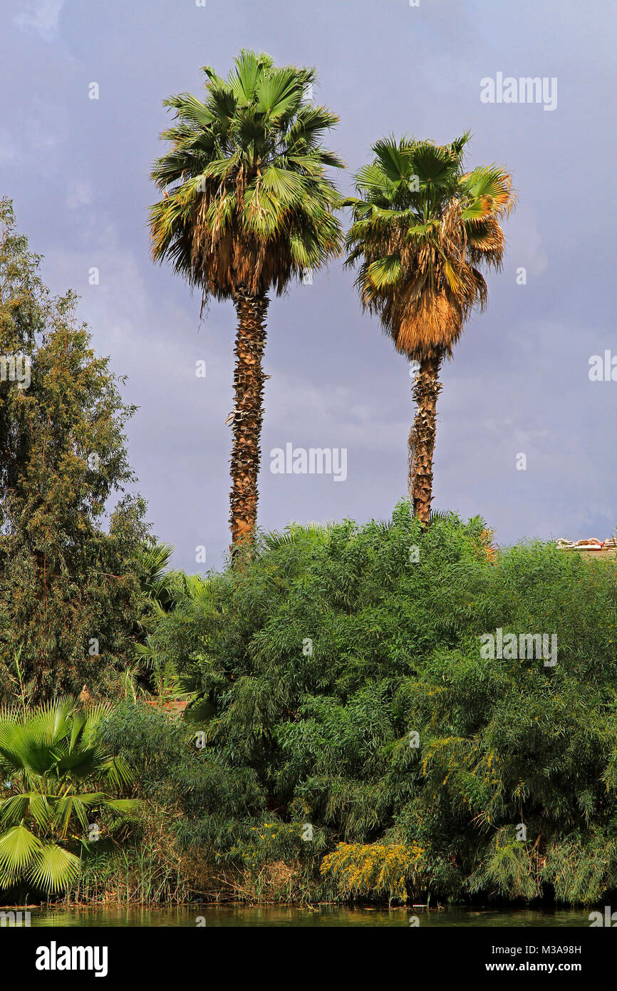 Green oasis in dry land of Egypt with palm trees Stock Photo - Alamy