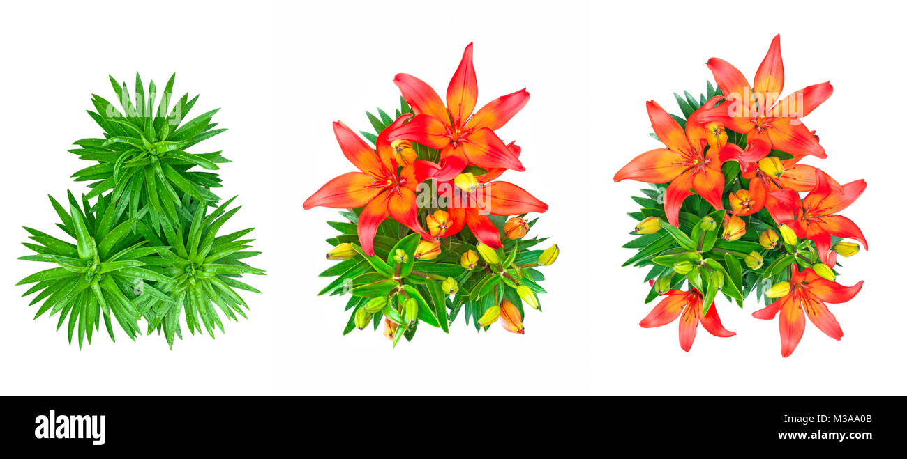 Amber stigma Cut Out Stock Images & Pictures - Alamy