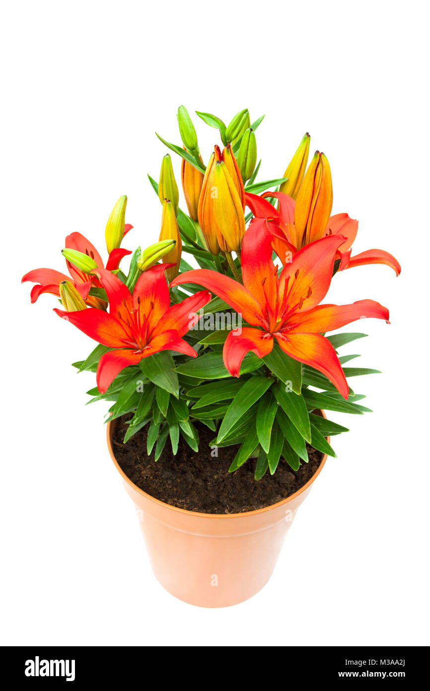 red lily flowers in the pot isolated image Stock Photo - Alamy