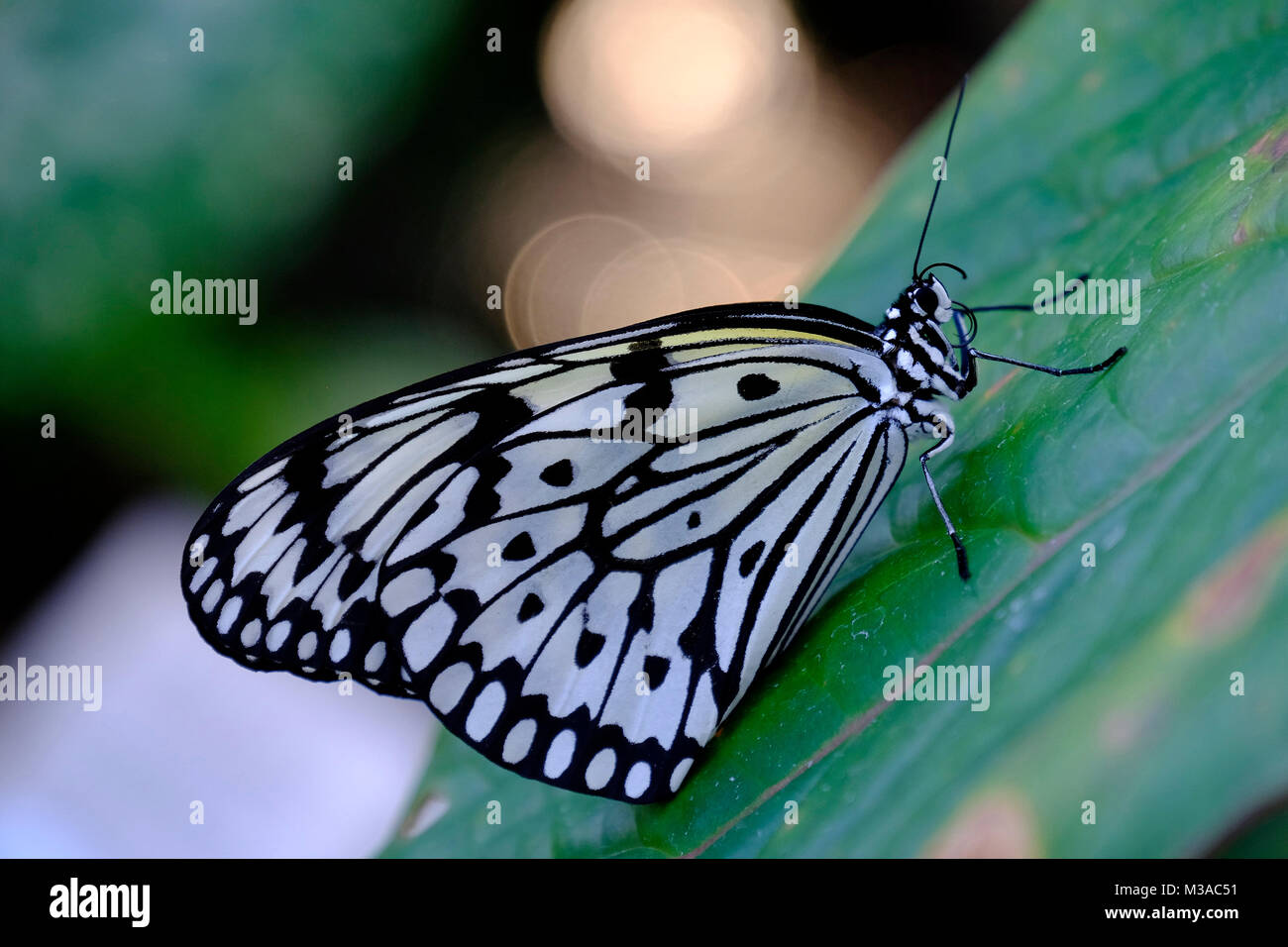 Tropical butterfly hi-res stock photography and images - Alamy