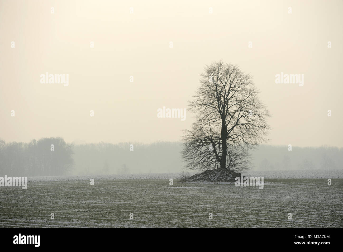 air, weather, earth, spring, winter, natural, animal, outdoor, field ...