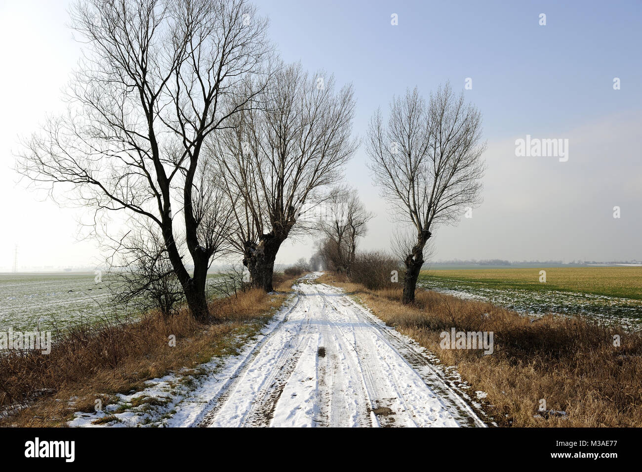 air, weather, earth, spring, winter, natural, animal, outdoor, field ...