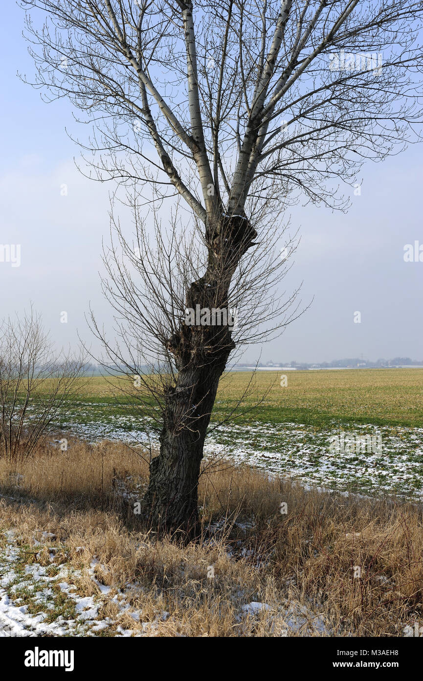air, weather, earth, spring, winter, natural, animal, outdoor, field ...