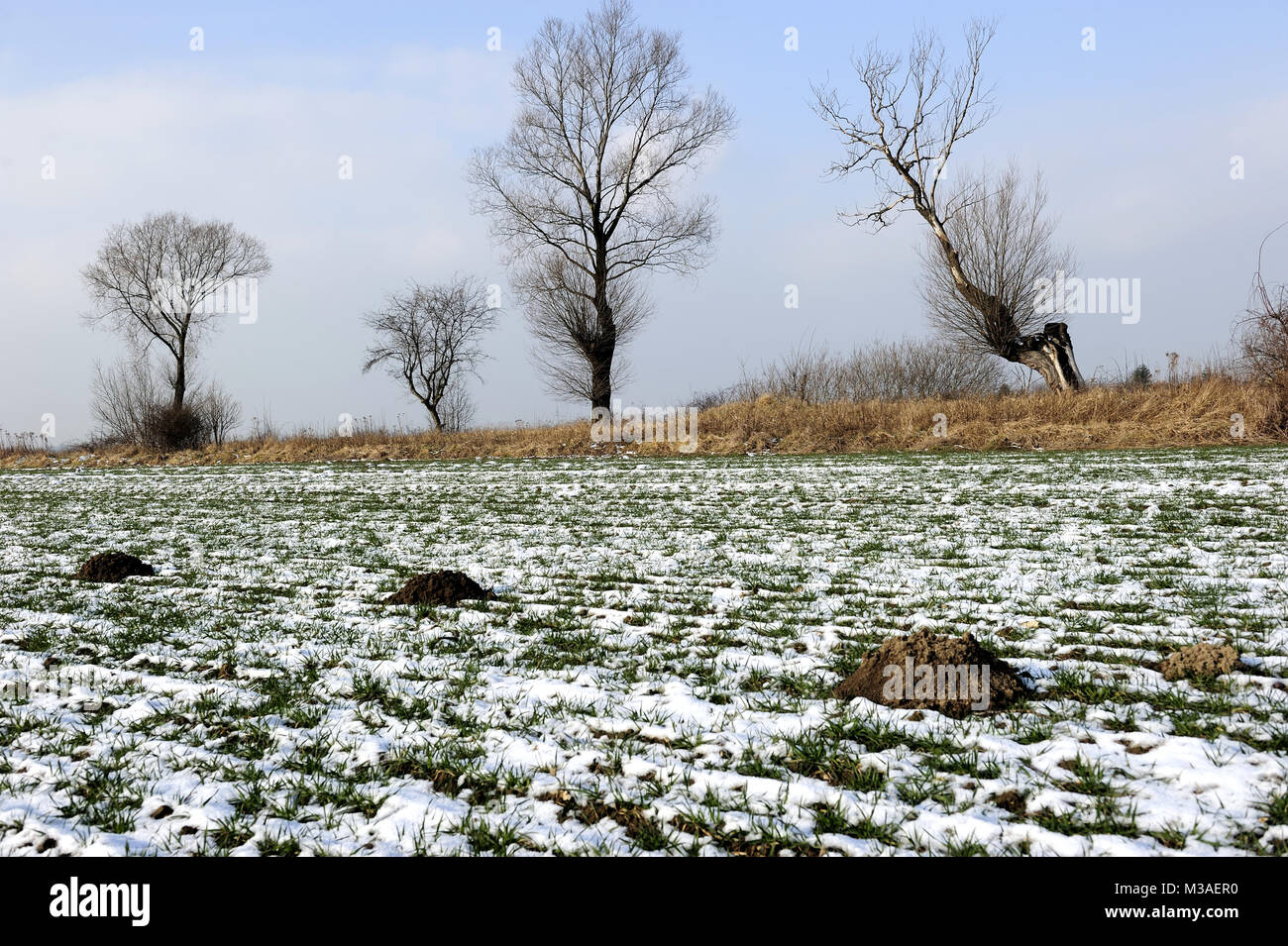 air, weather, earth, spring, winter, natural, animal, outdoor, field ...