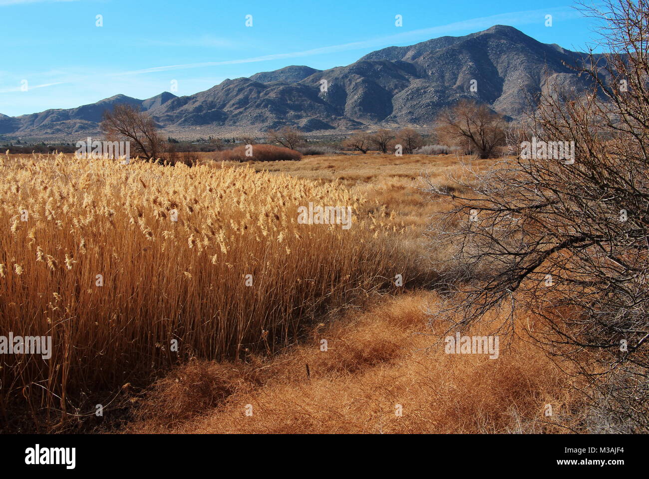 View of Granite Mountain from Sentenac Cienega (Marsh) in the Anza ...