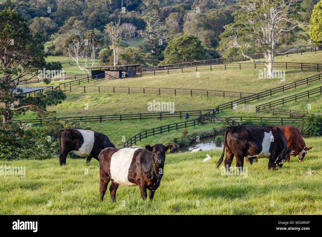 Friesian cattle grazing in paddock hi-res stock photography and images ...