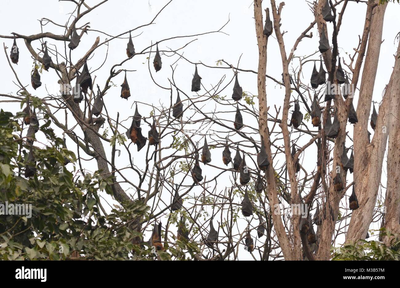The bats resting in the trees at Guwahati on 10-02-18.pix by ub photos ...