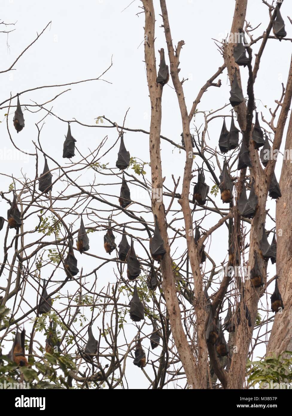 The bats resting in the trees at Guwahati on 10-02-18.pix by ub photos ...