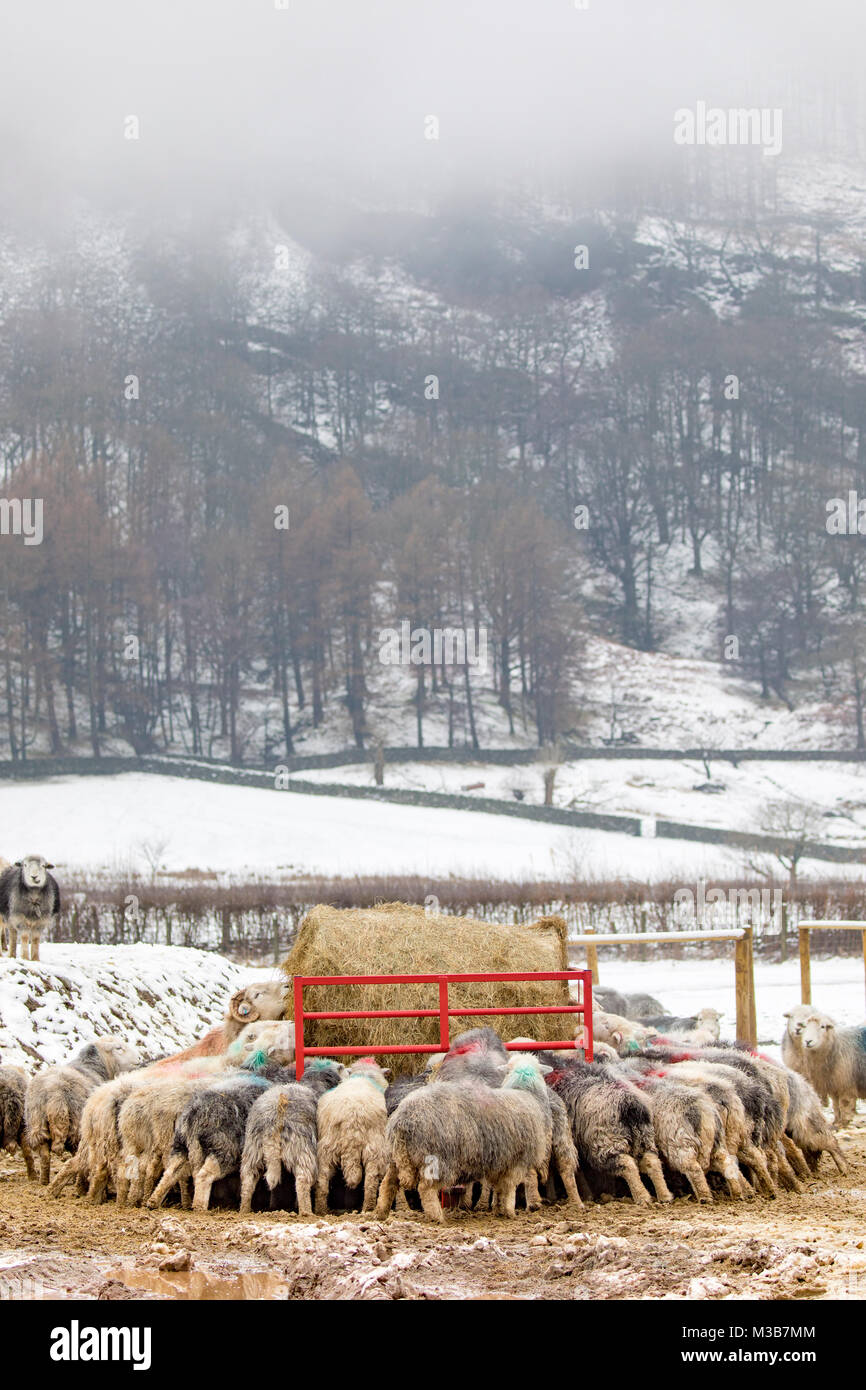 A herd of hardy Herdwick Sheep grazing on winter silage during a cold ...