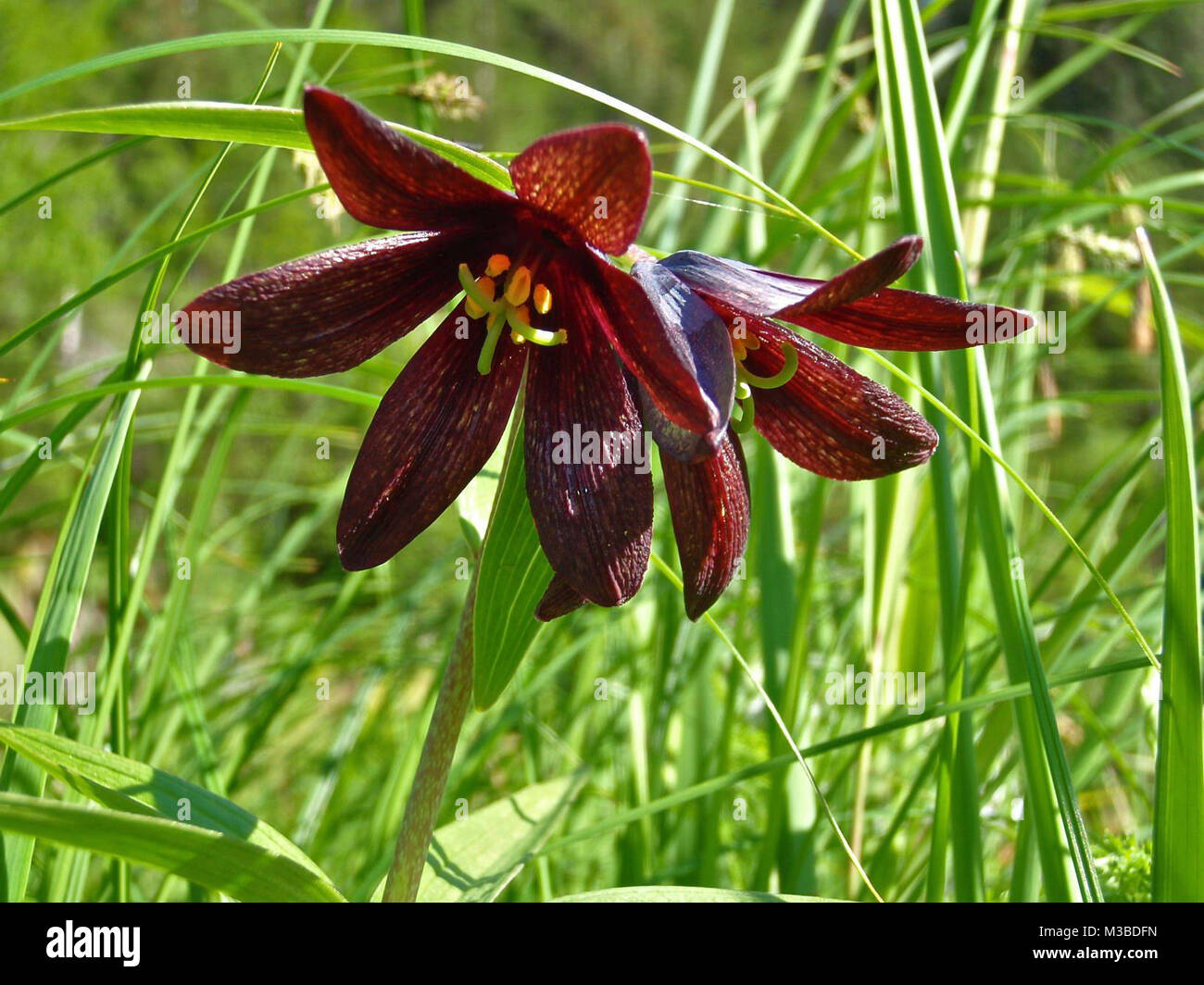 Kenai Fjords National Park chocolate lily flower Stock Photo - Alamy