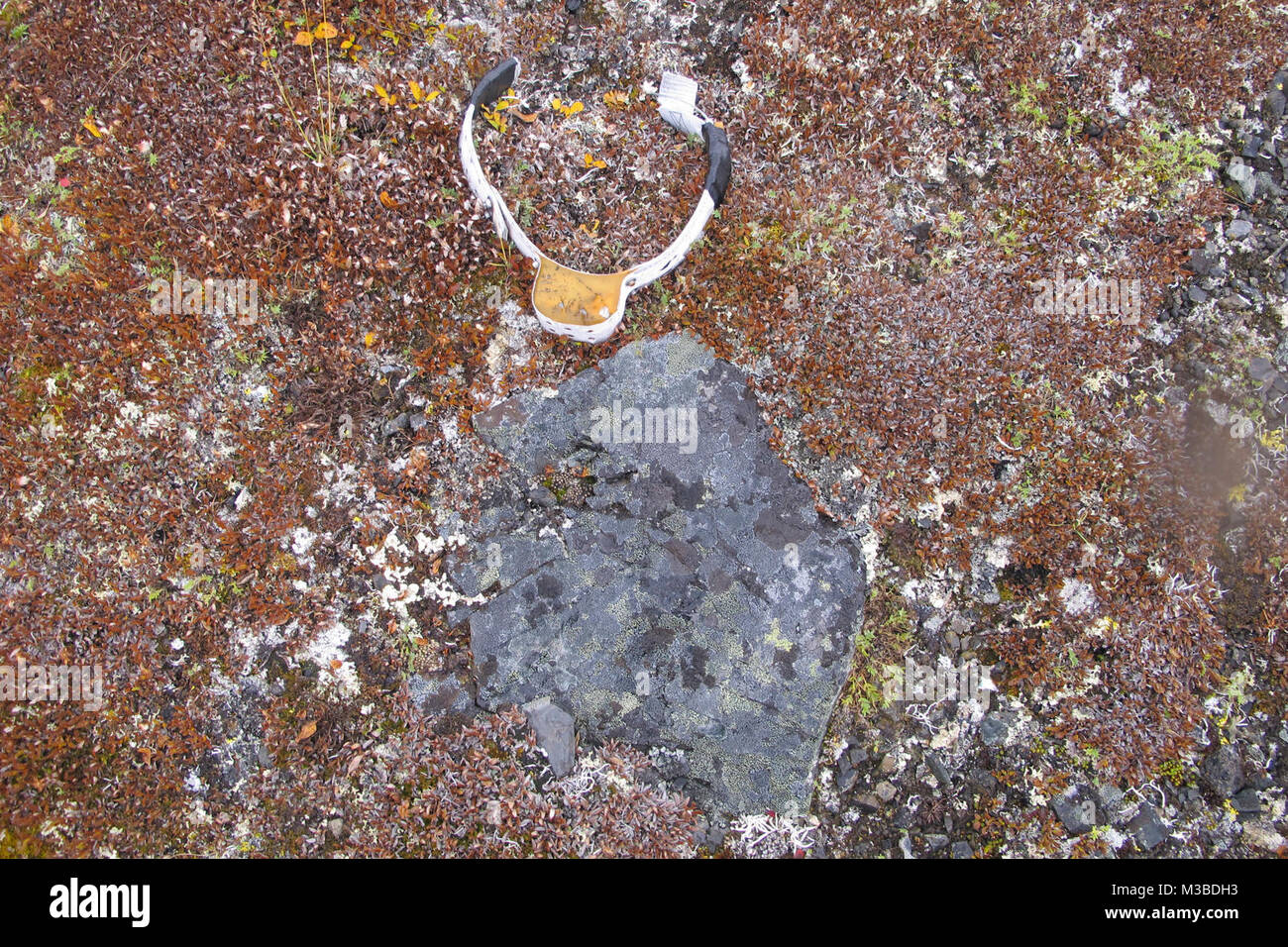 Sheep radio collar lying on tundra Stock Photo - Alamy