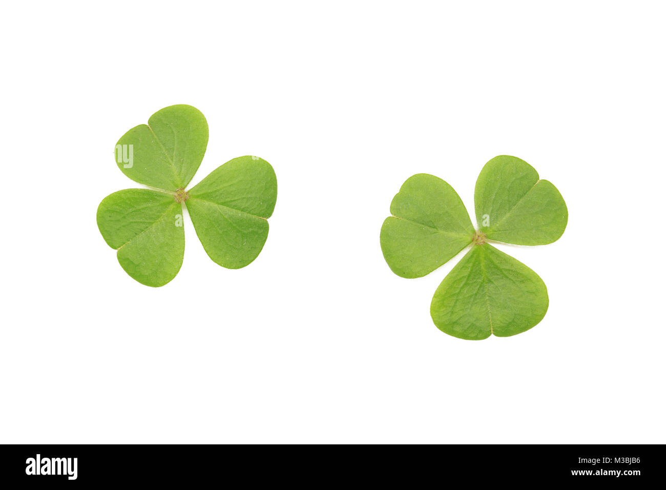 green clover leaf isolated on white background Stock Photo - Alamy