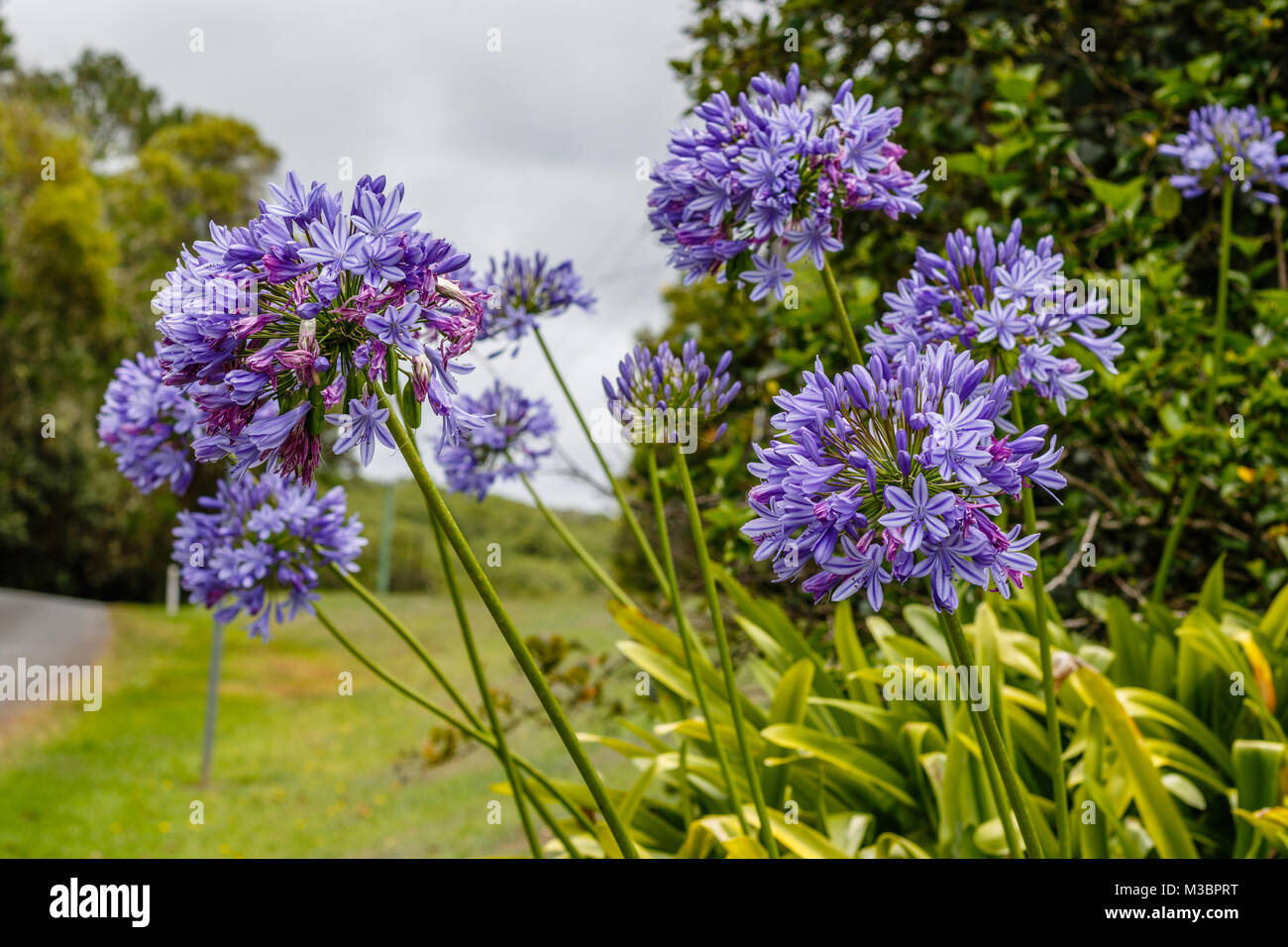 Blooming Agapanthus, or Lily of the Nile. Queensland, Australia Stock ...