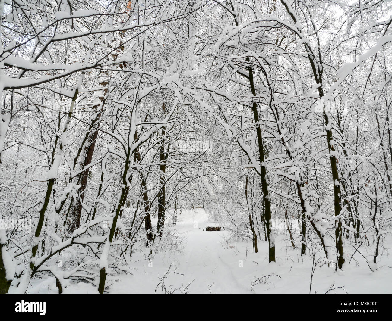 winter forest landscape trees snow nature cold Stock Photo - Alamy